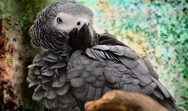 African Grey Parrot With Red Tail