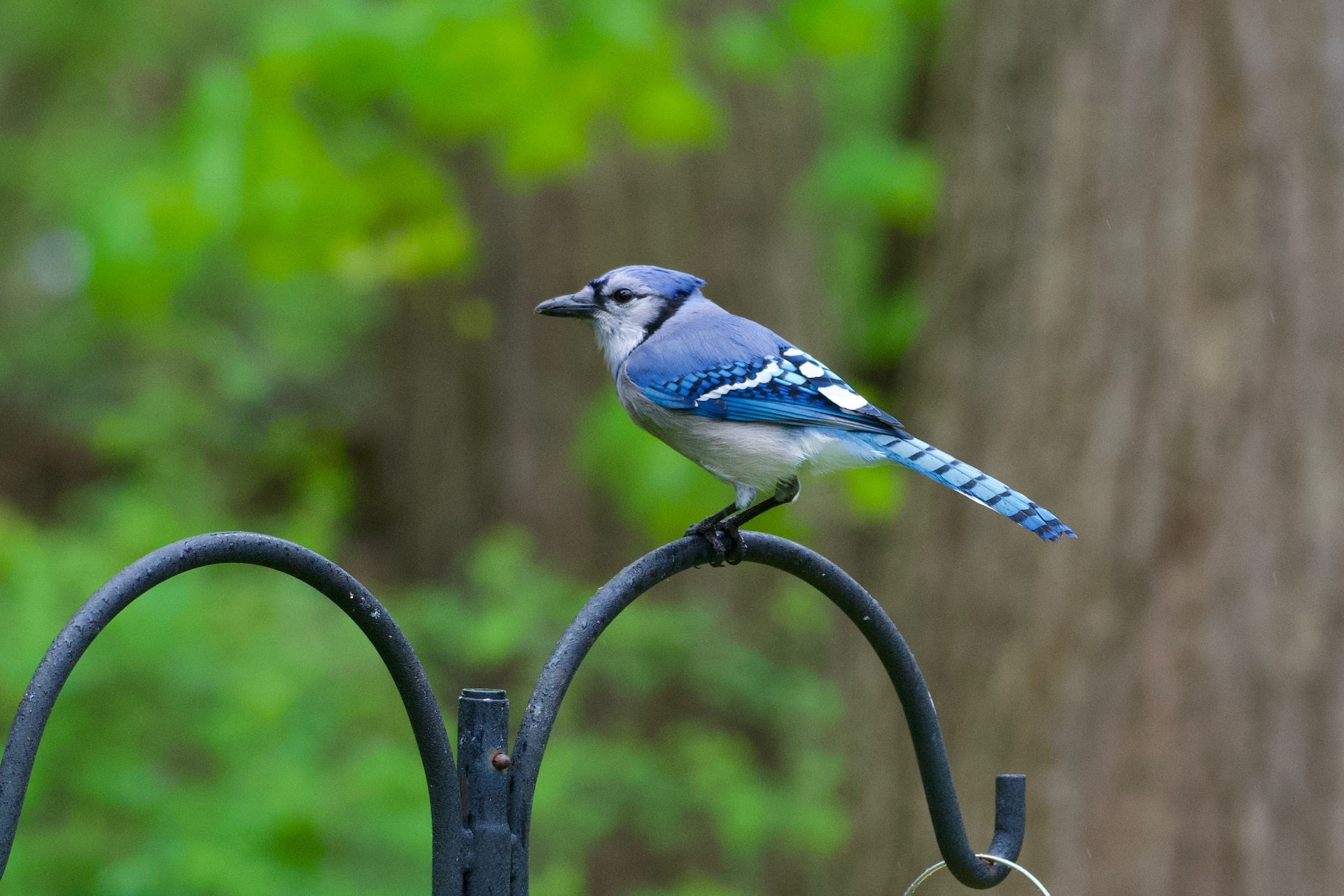 Can a Baby Blue Jay Fly Without a Tail? - Bird Sector